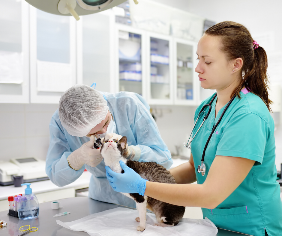 Alabama Veterinary Technician Association | To represent and promote ...